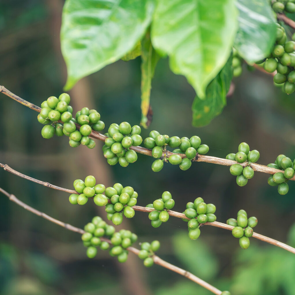 Why We Source From Only Sustainable Coffee Farms - Learn MoreSmokin ...