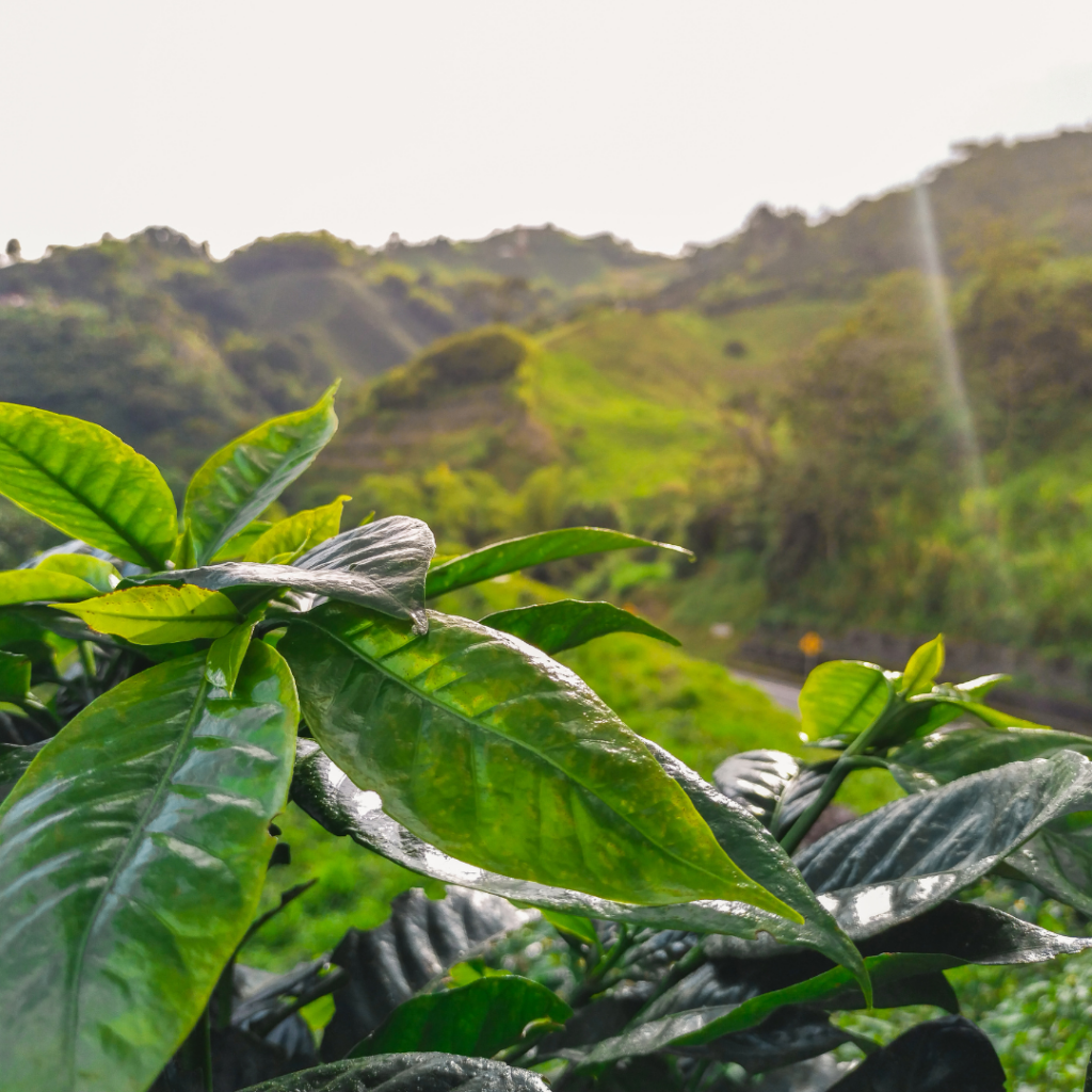 Four Reasons Why Sustainable Coffee Farming MattersSmokin'Beans Coffee Co.